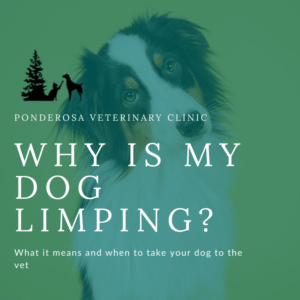 Dog Limping: What to Do and When to See Your Local Vet