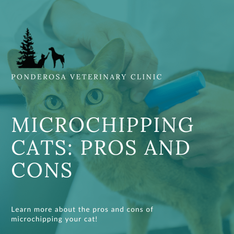 Microchipping Cats: Pros and Cons | Ponderosa Veterinary Clinic