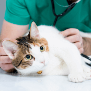 Microchipping Cats: Pros and Cons | Ponderosa Veterinary Clinic