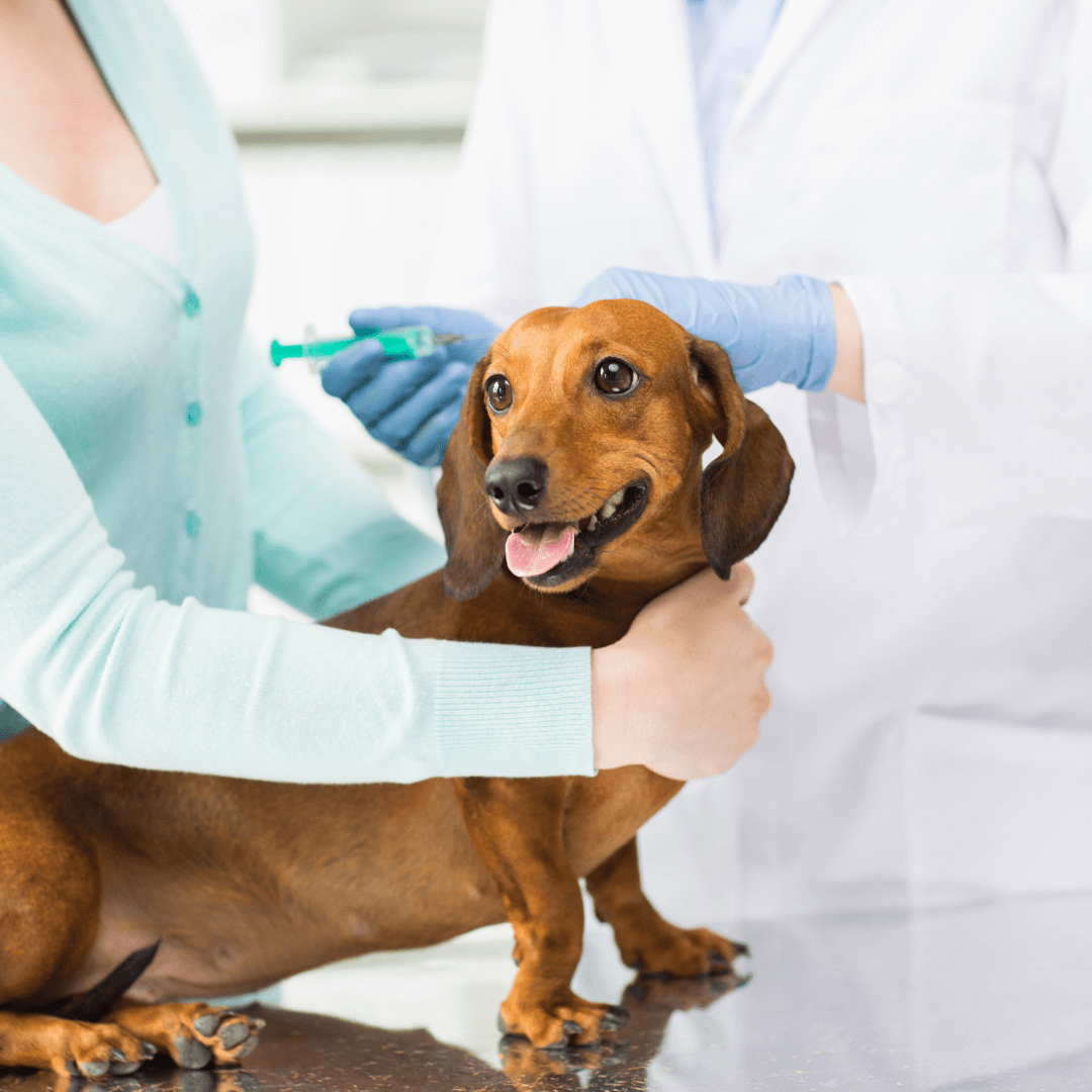 Canine Respiratory Illness — What to Know | Colorado Vet Clinic