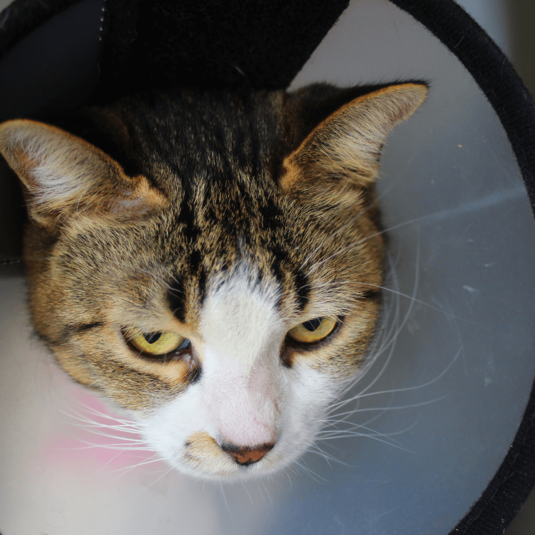 Should I Spay My Cat? — Ponderosa Veterinary Clinic