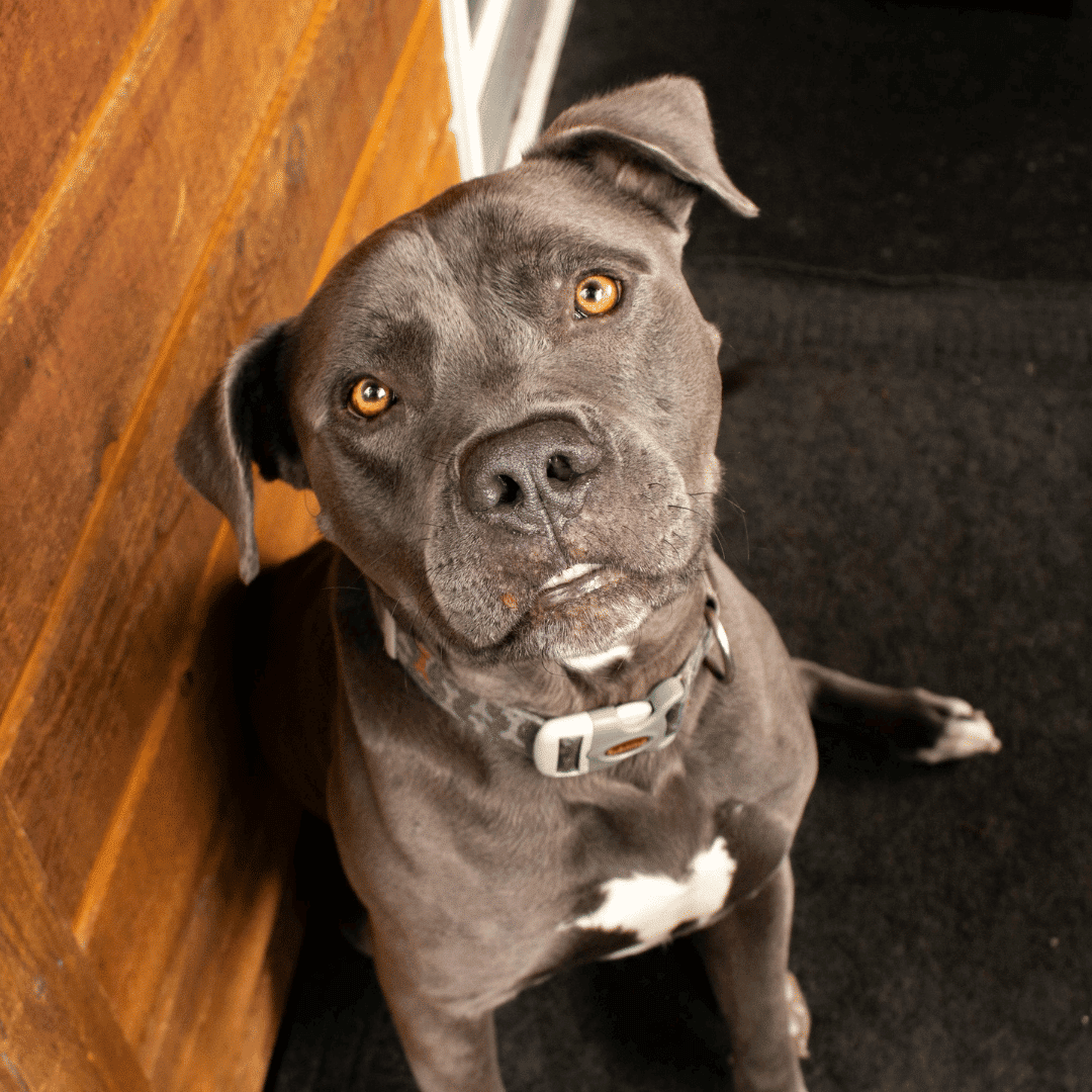 Dog Loving Vet in Colorado Springs | Ponderosa Vet Clinic